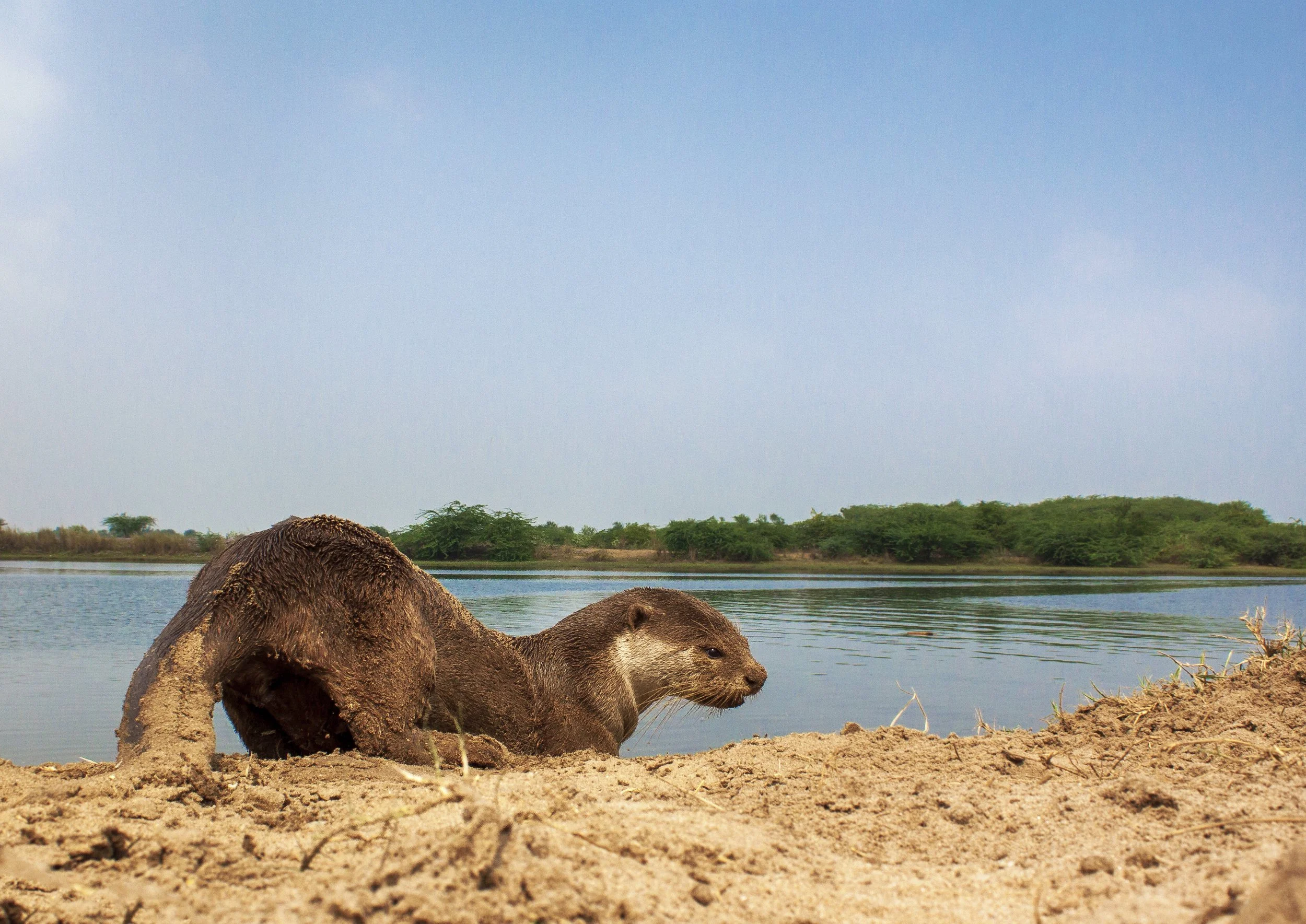 Smooth coated Otter — International Otter Survival Fund