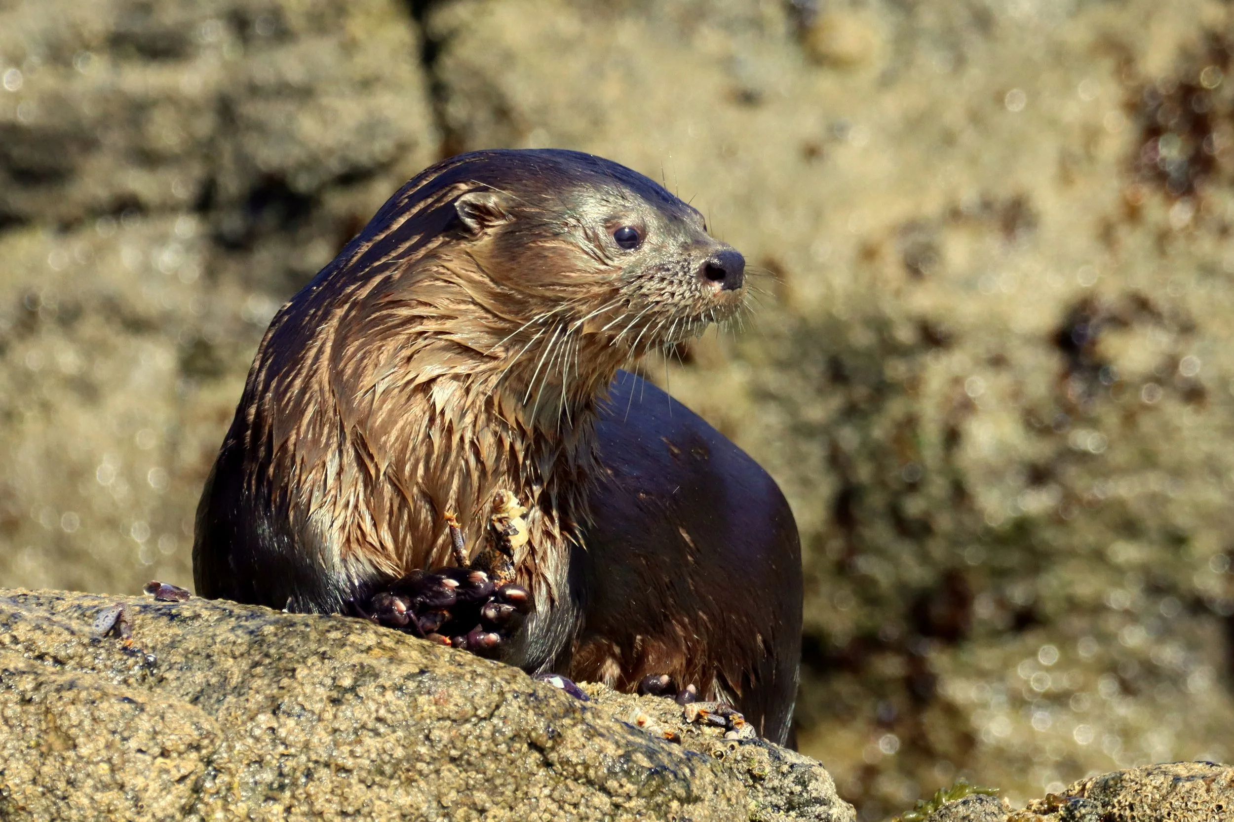 Marine Otter — International Otter Survival Fund