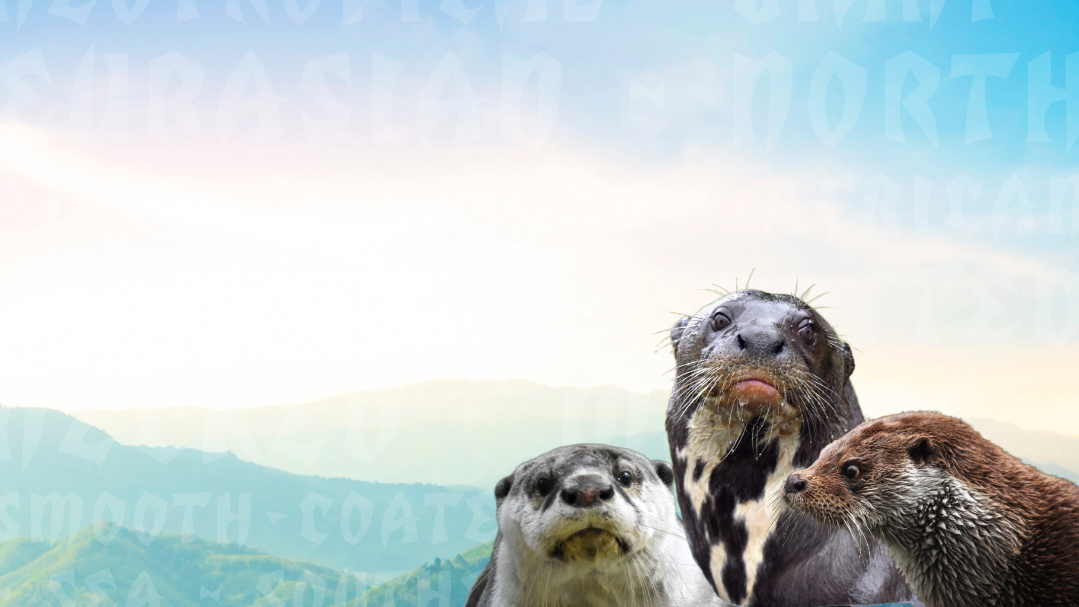 Our Work - World Otter Day — International Otter Survival Fund