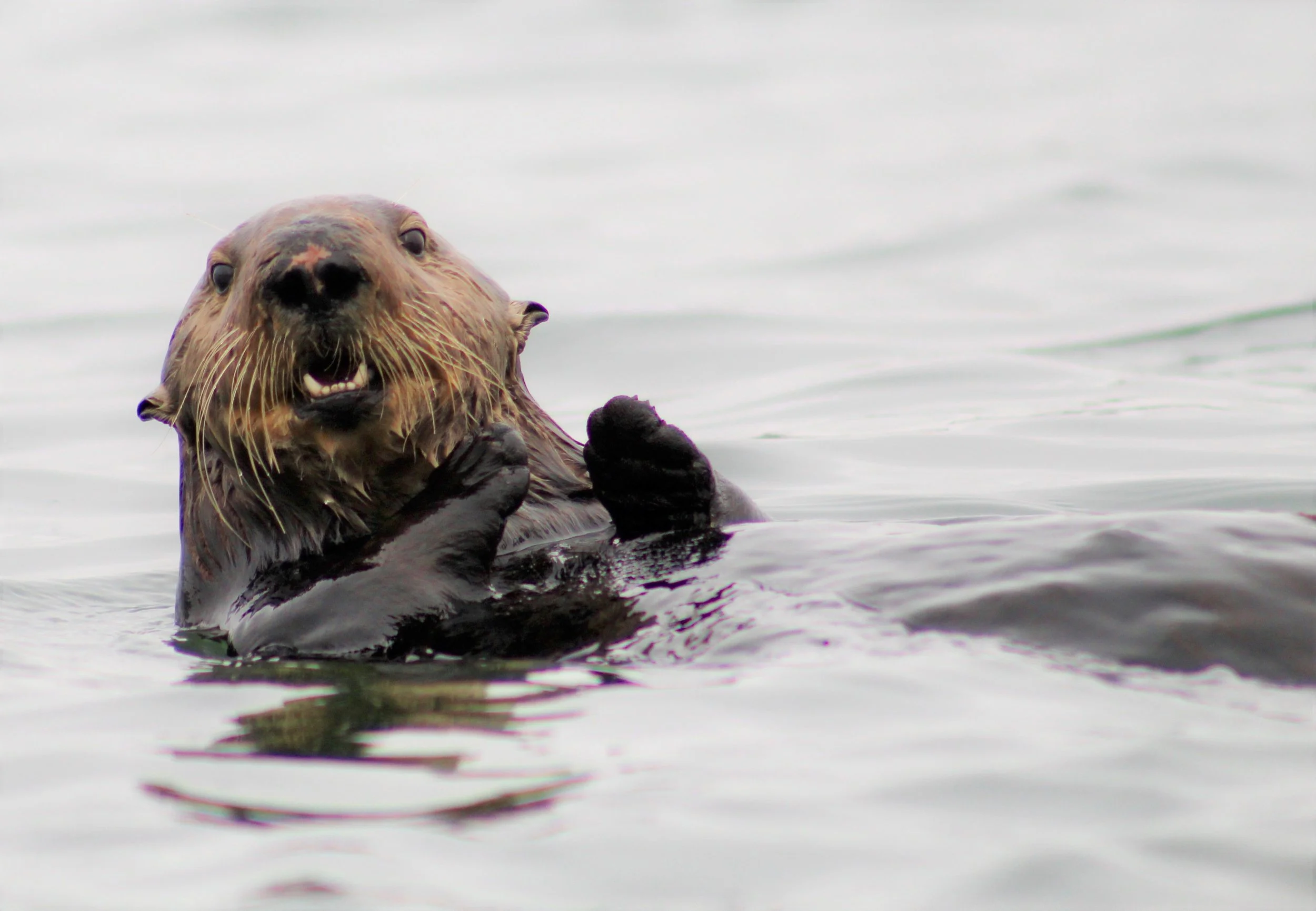 Otters — International Otter Survival Fund