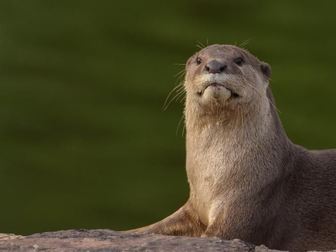 Otters — International Otter Survival Fund