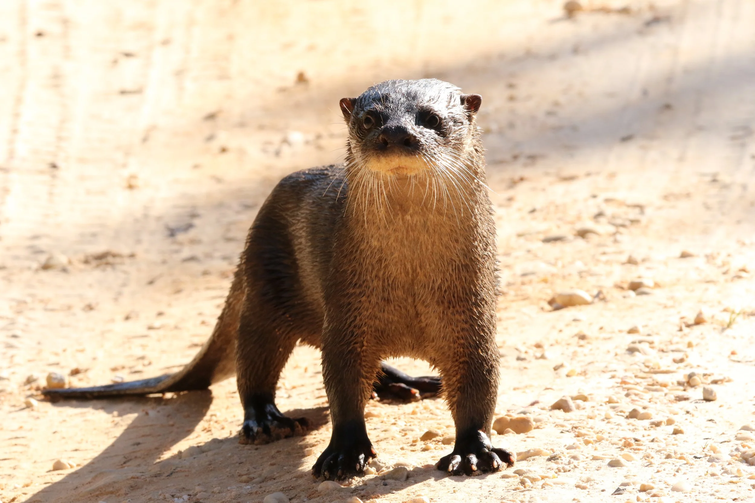 Our Work - Research — International Otter Survival Fund