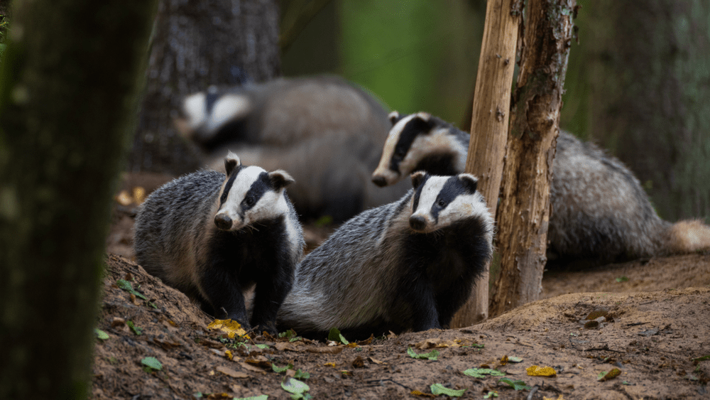 Mustelids — International Otter Survival Fund