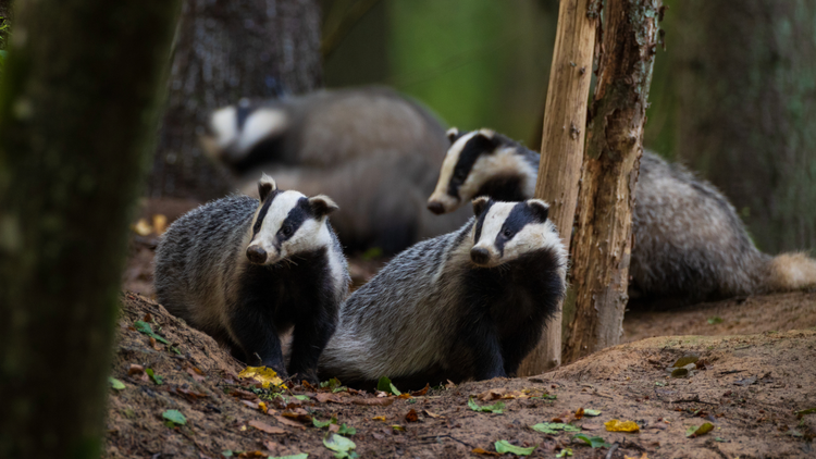 Mustelids — International Otter Survival Fund
