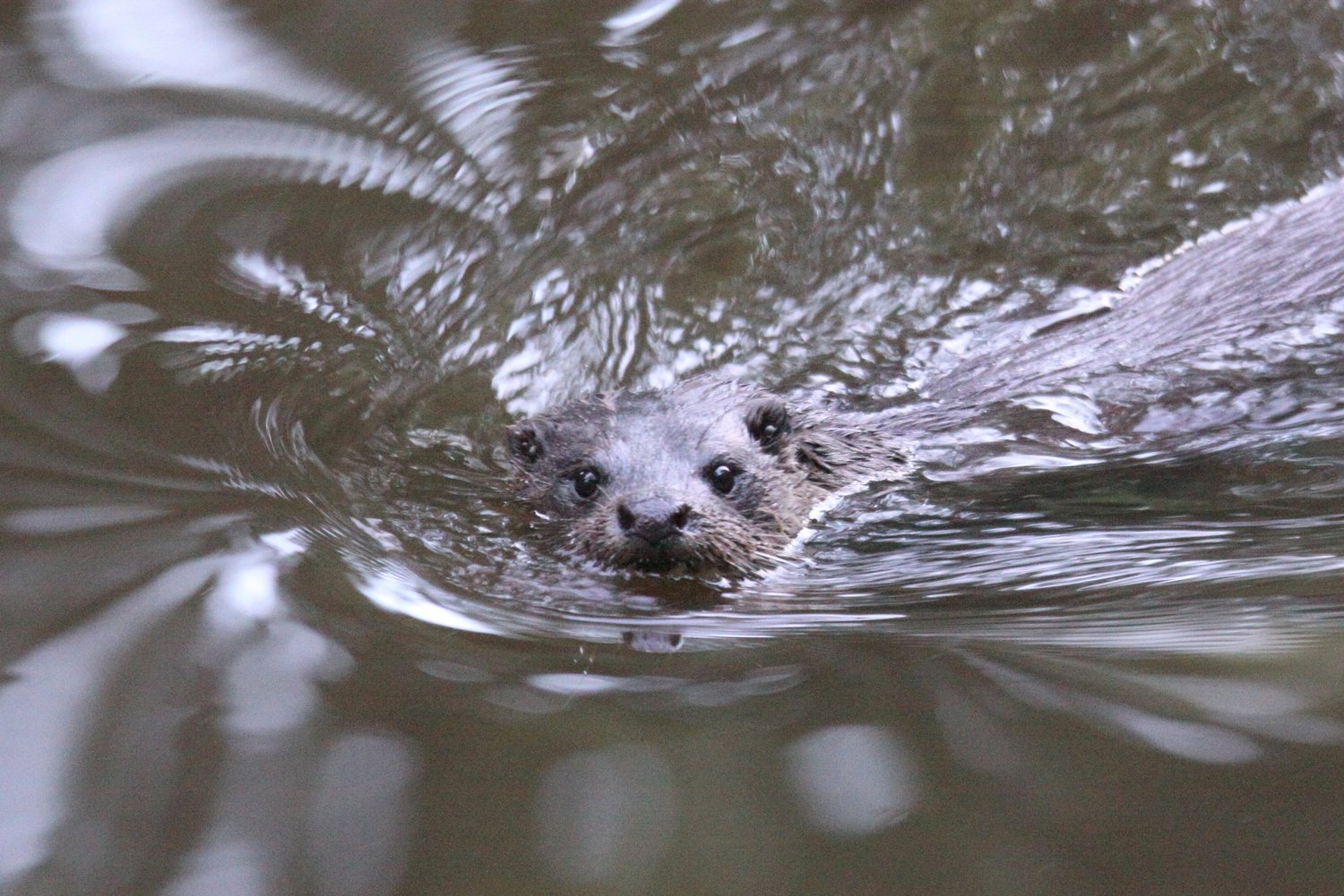Otters in Europe — International Otter Survival Fund
