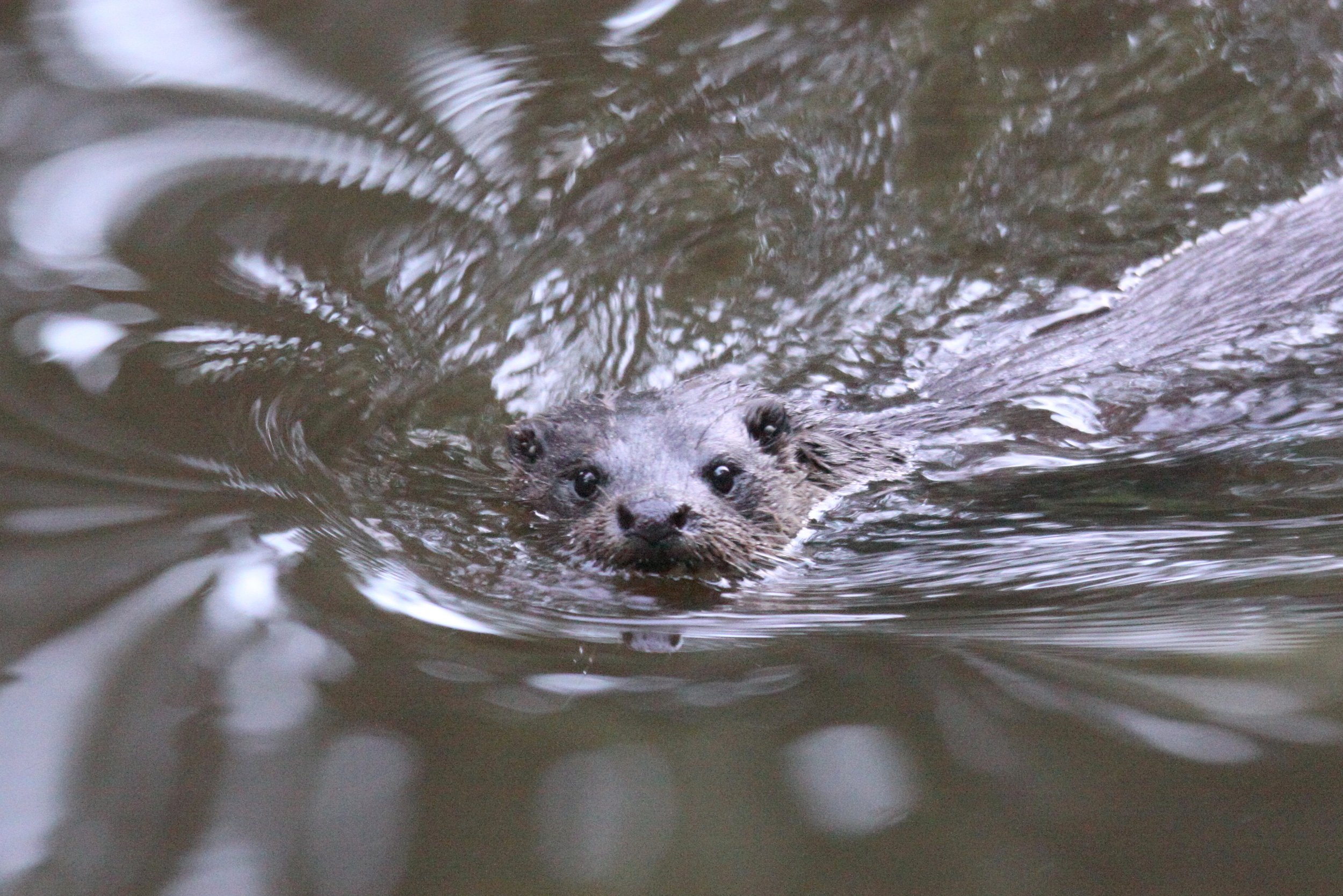 Otters in Europe — International Otter Survival Fund
