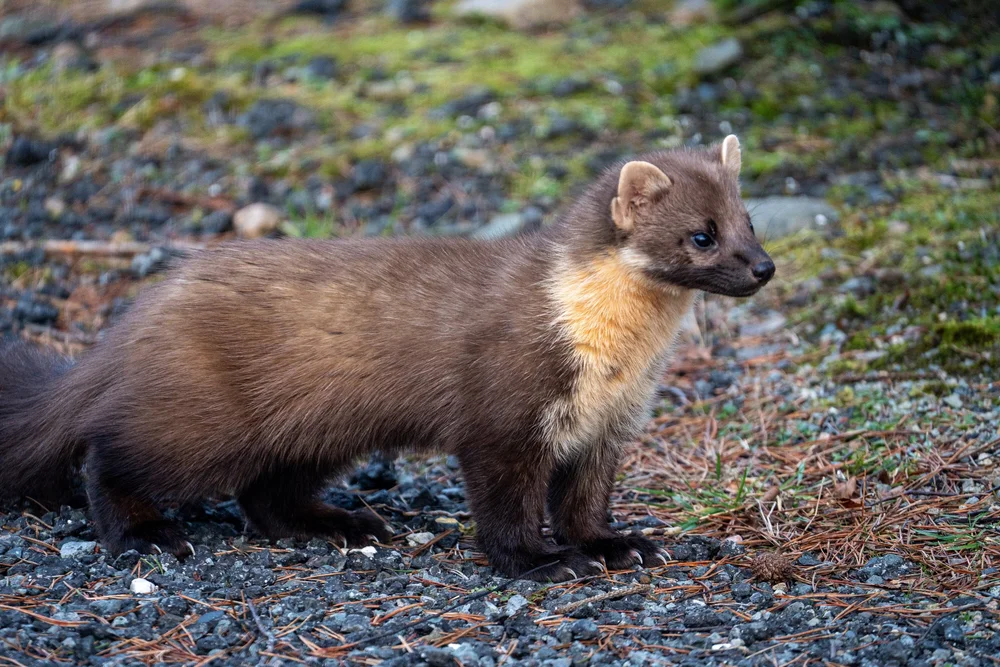 Mustelids — International Otter Survival Fund