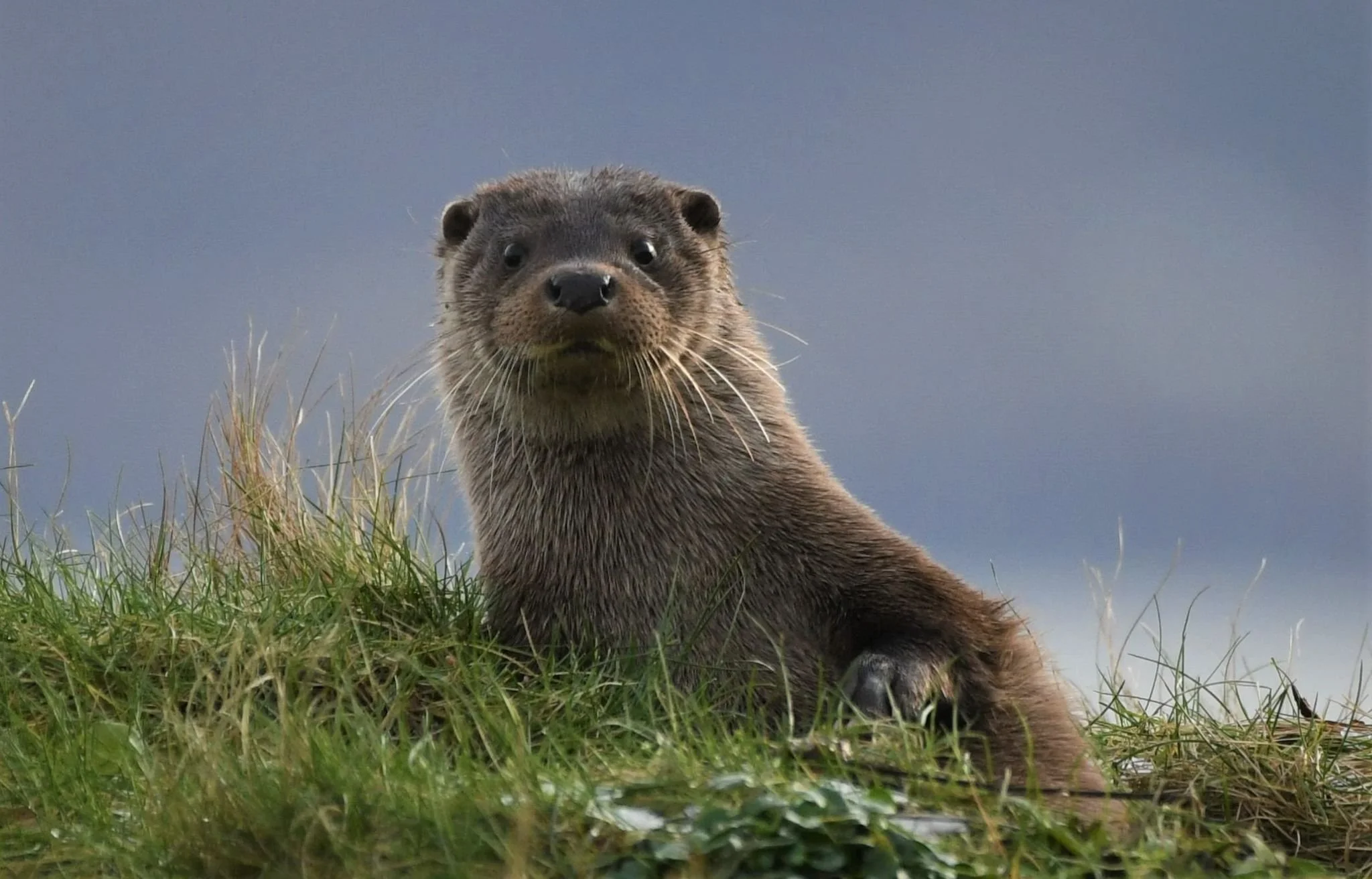 Our work - Projects — IOSF