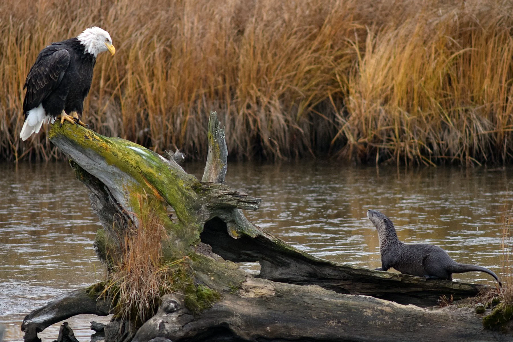 North American River Otter — International Otter Survival Fund
