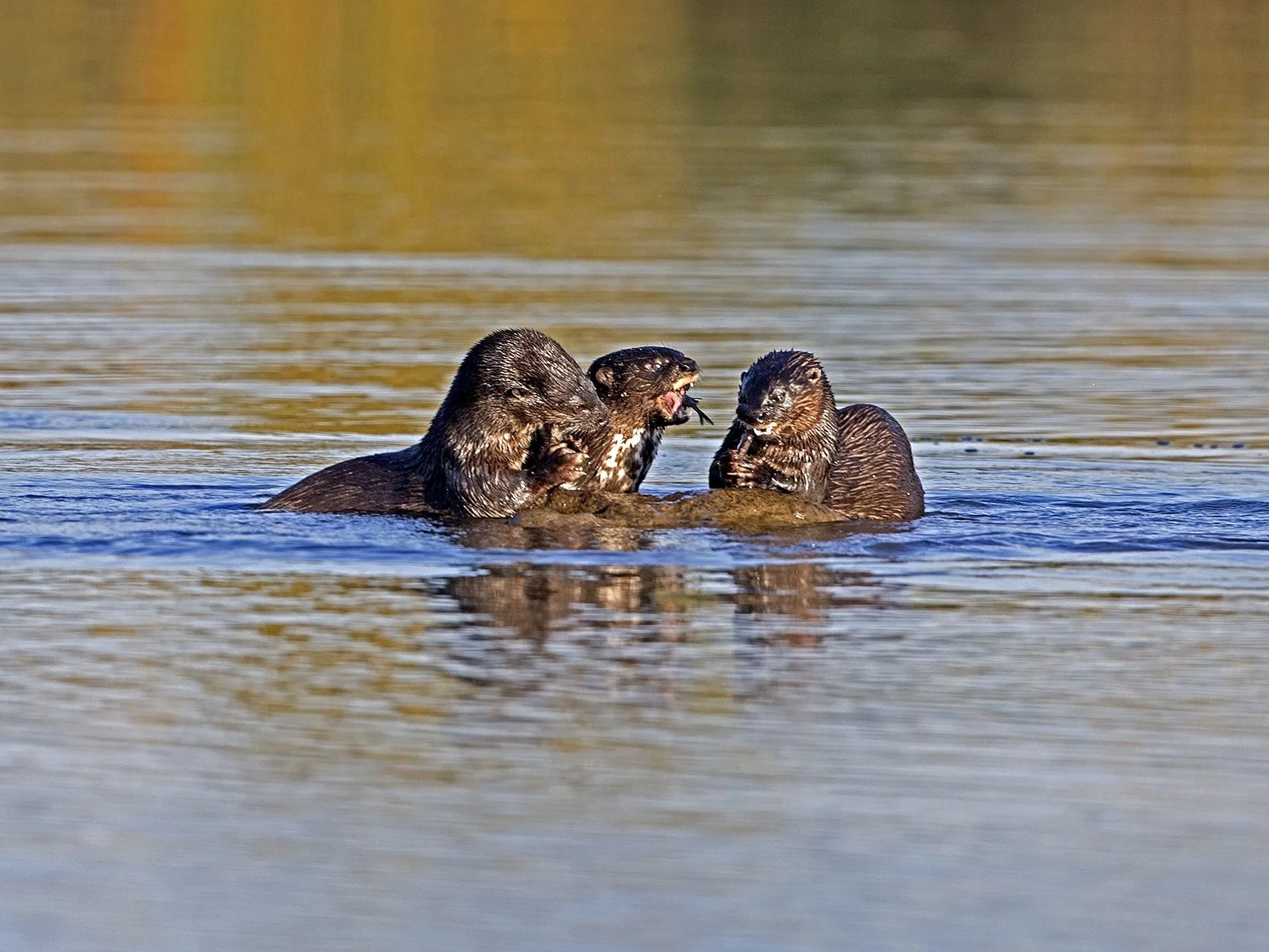 Spotted Necked Otter — International Otter Survival Fund