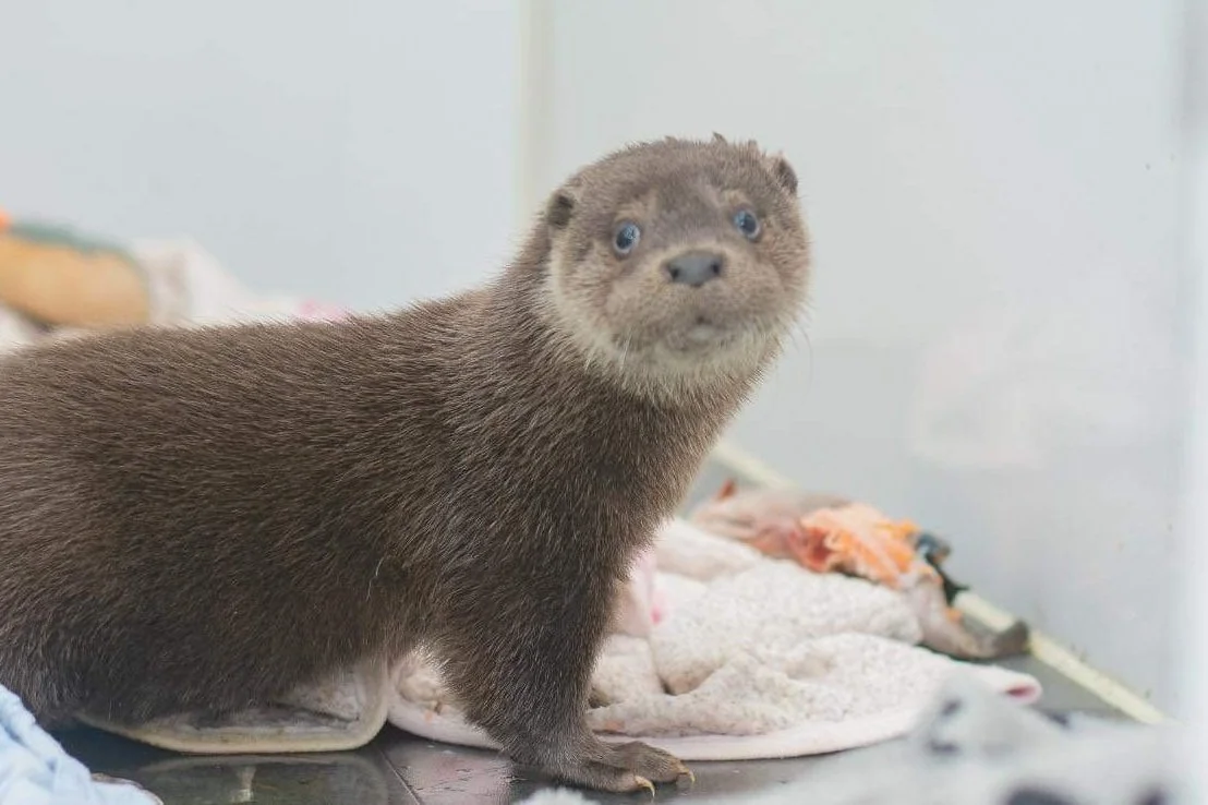 Meet the Otters — International Otter Survival Fund