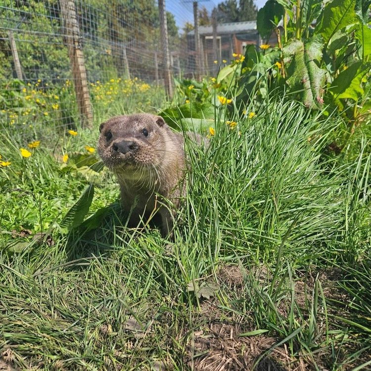 Latest — International Otter Survival Fund
