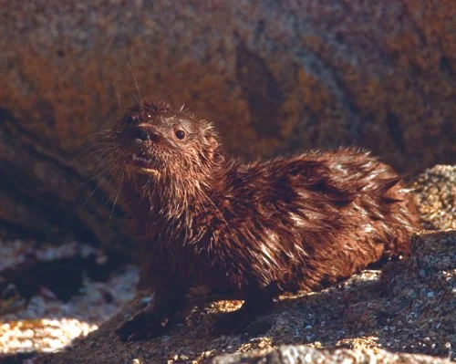 Marine Otter — International Otter Survival Fund