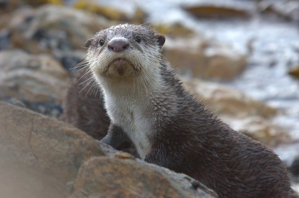 African Clawless Otter — International Otter Survival Fund