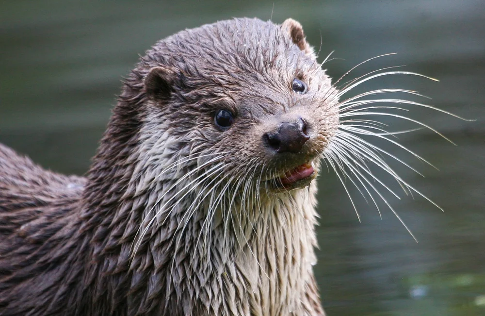 Eurasian Otter — International Otter Survival Fund