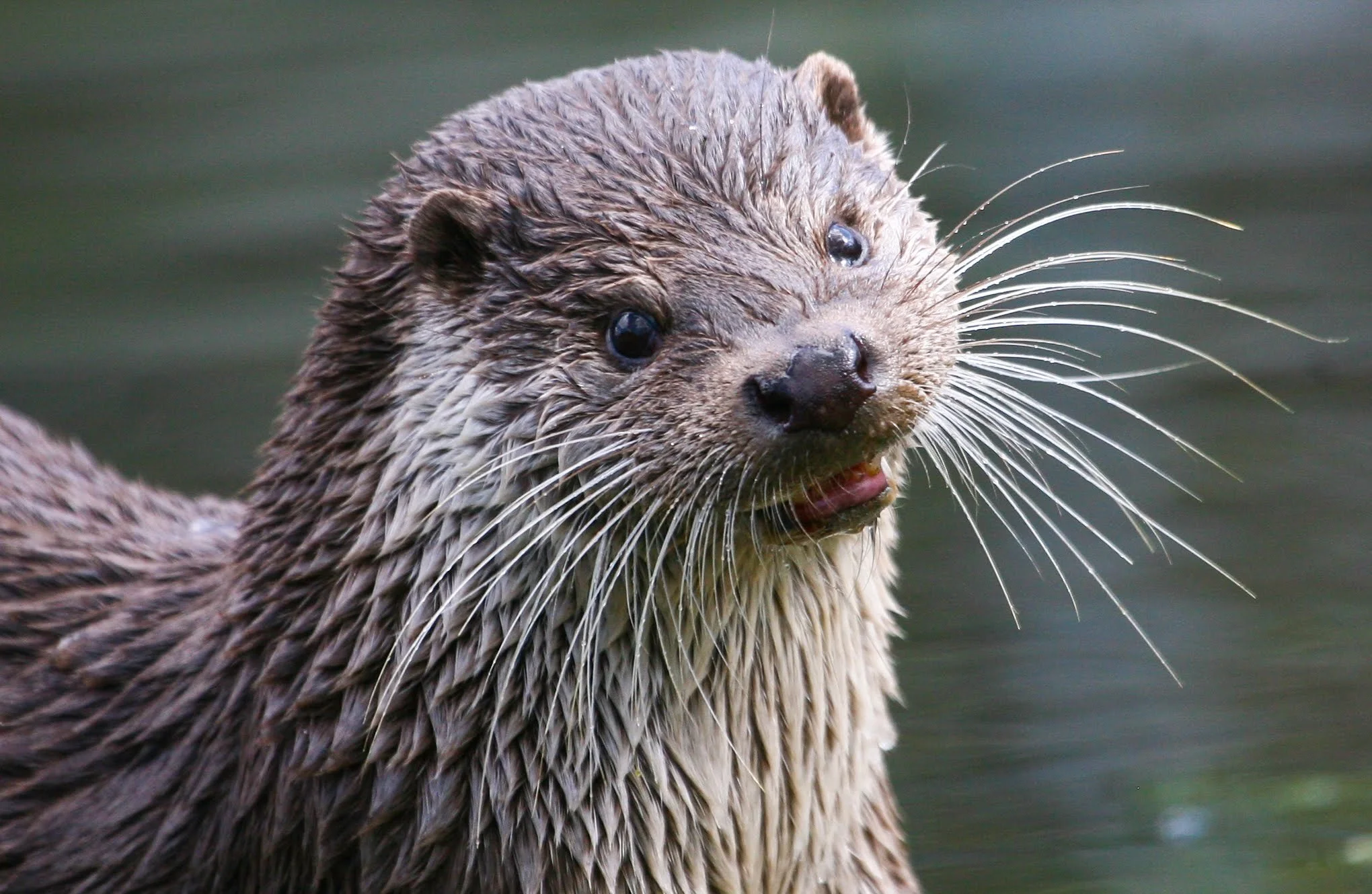Eurasian Otter — International Otter Survival Fund