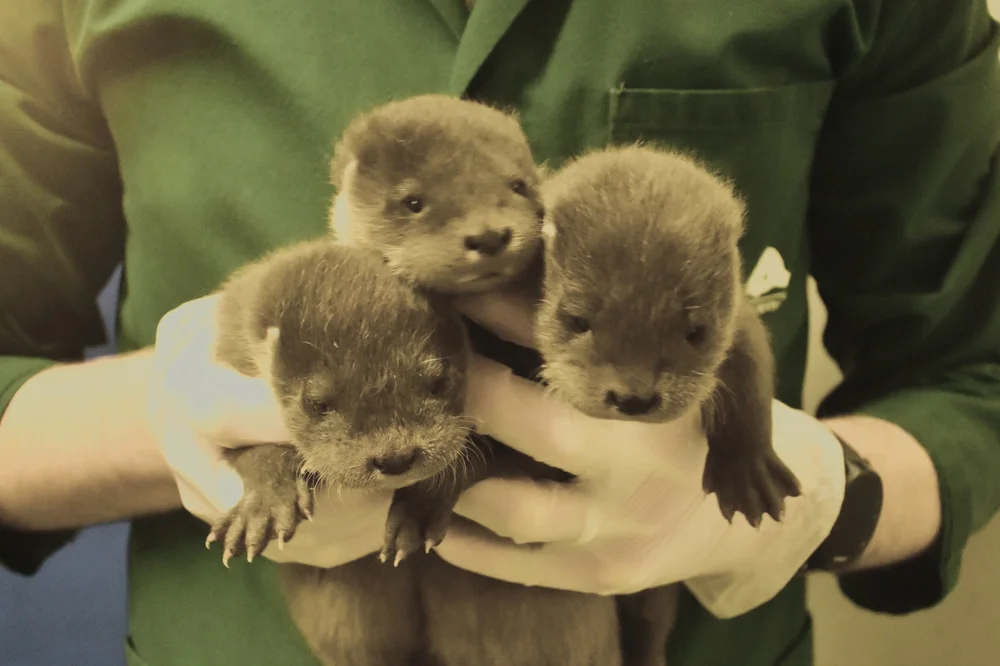 International Otter Survival Fund