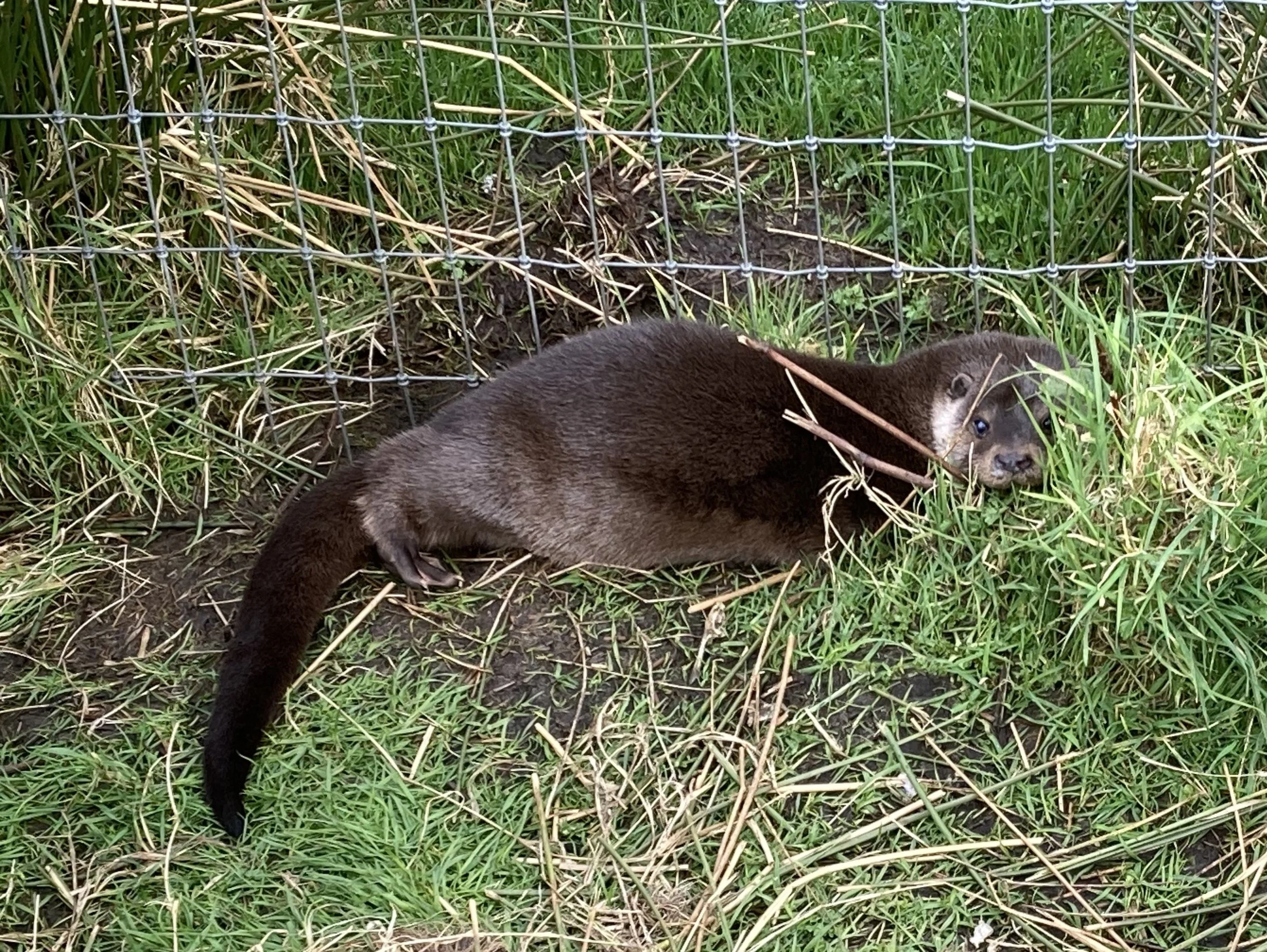 Meet the Otters — International Otter Survival Fund