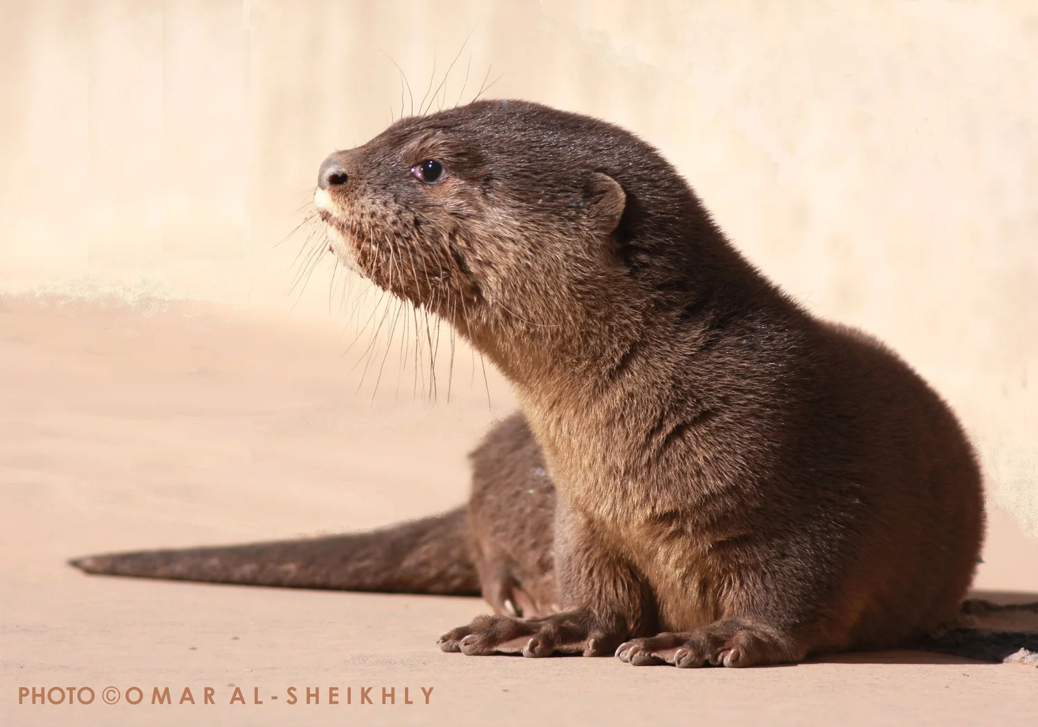 Rehabilitation and Release — International Otter Survival Fund