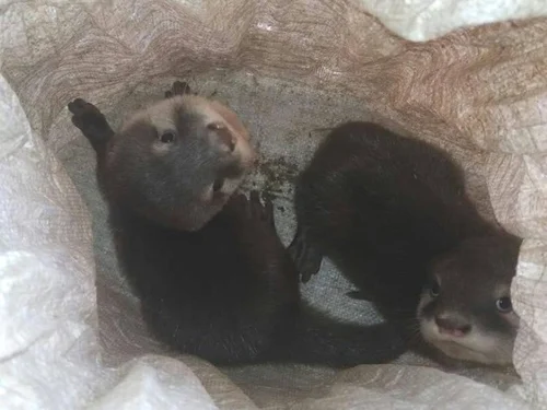 Rehabilitation and Release — International Otter Survival Fund
