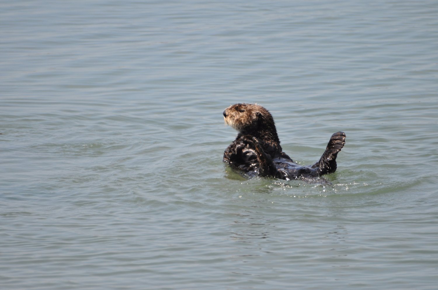 Otters in Asia — International Otter Survival Fund