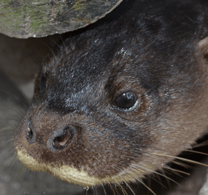 Hairy nosed otter — International Otter Survival Fund