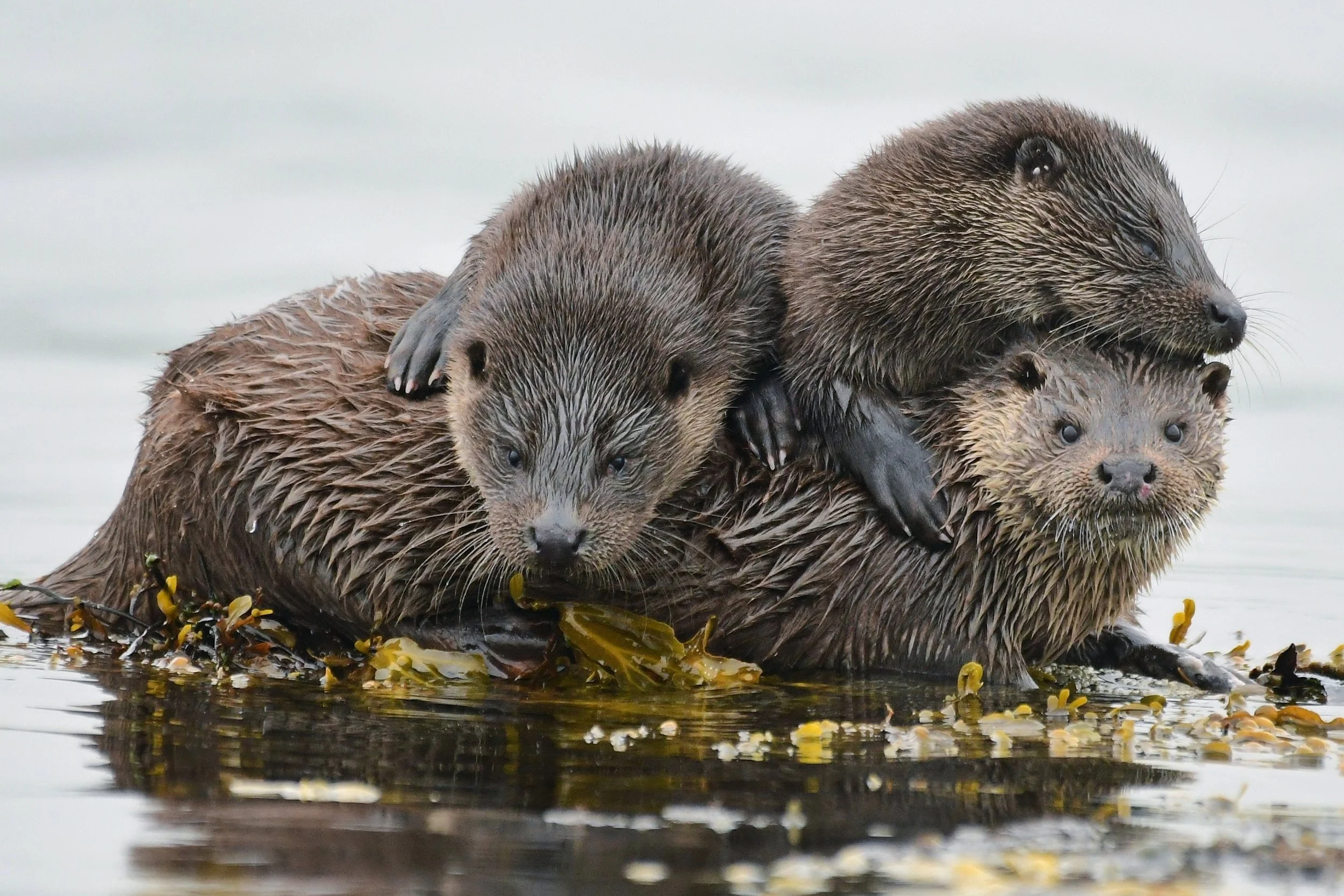 Eurasian Otter — International Otter Survival Fund