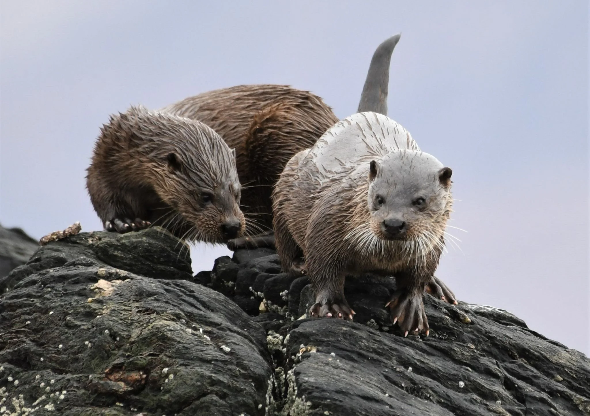 Otters in Europe — International Otter Survival Fund