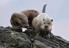 Otters in Europe — International Otter Survival Fund