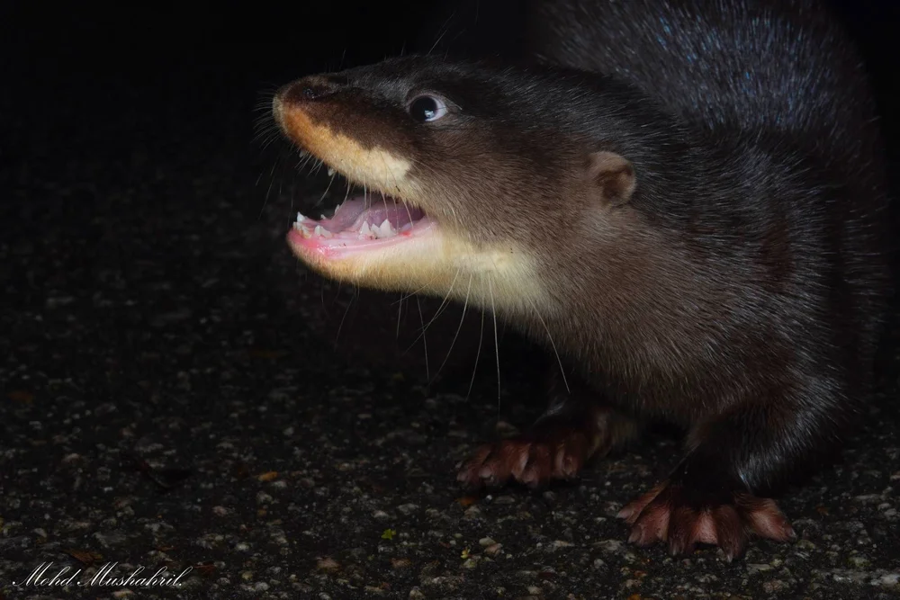 Hairy nosed otter — International Otter Survival Fund