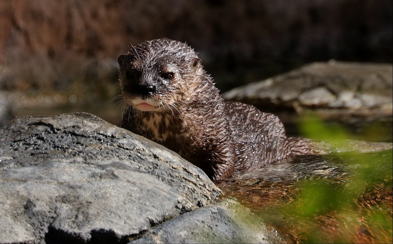 Spotted Necked Otter — International Otter Survival Fund