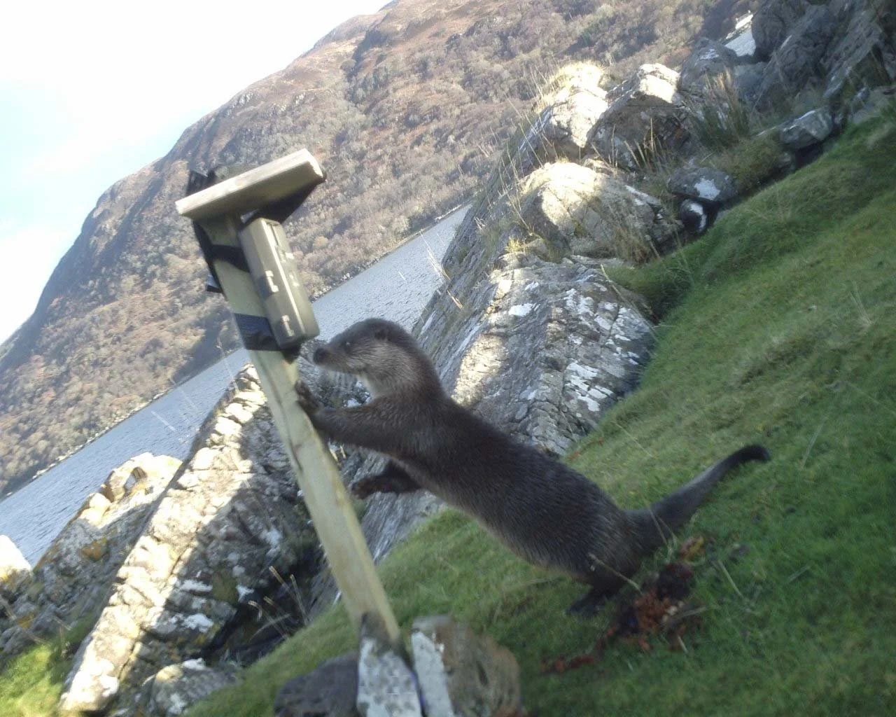 Our Work - Research — International Otter Survival Fund