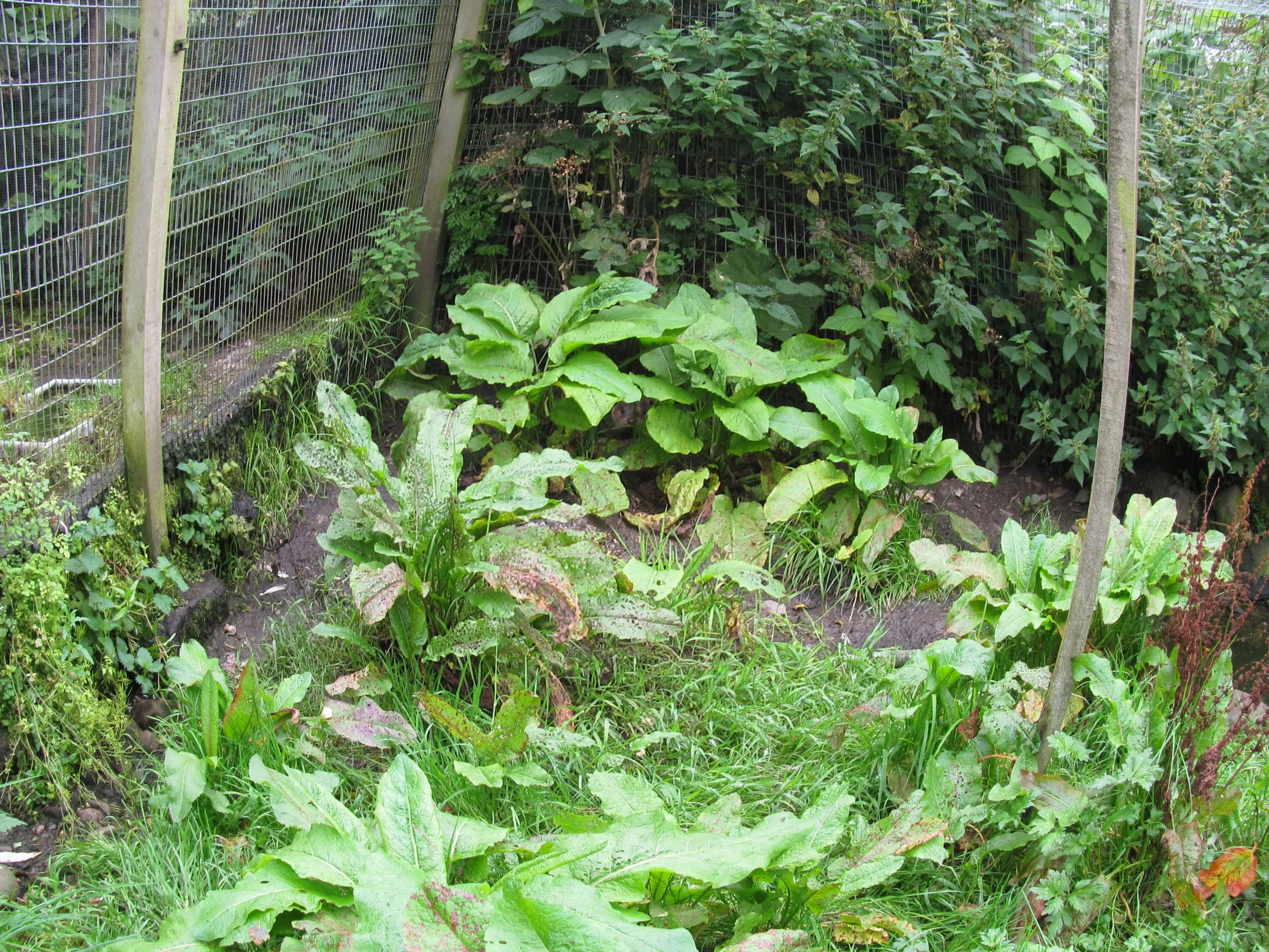 Team Otter - Fun and Games — International Otter Survival Fund