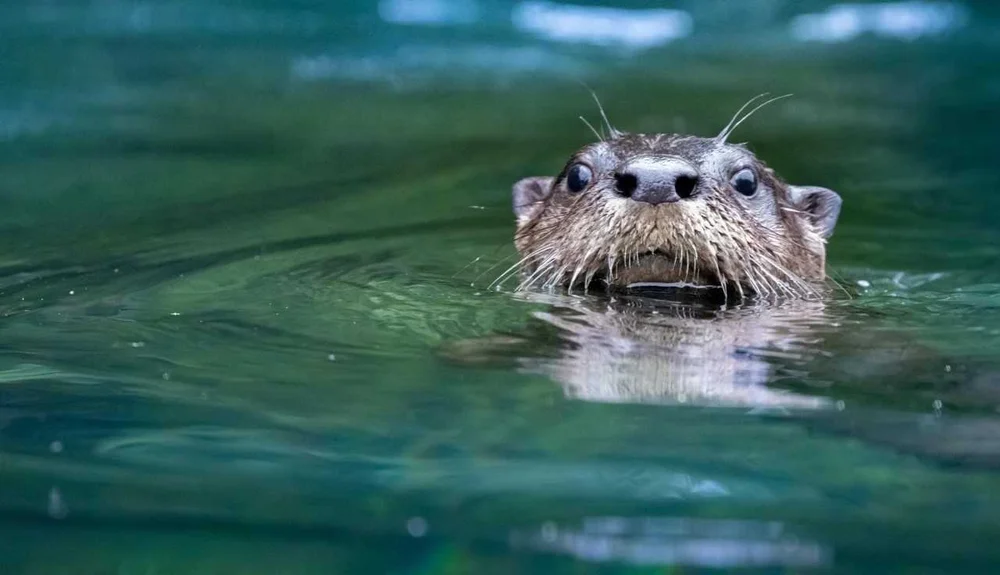 North American River Otter — International Otter Survival Fund
