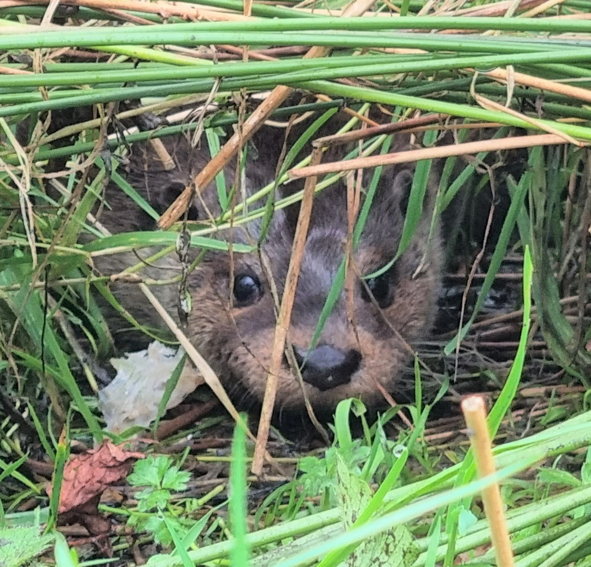Meet the Otters — International Otter Survival Fund
