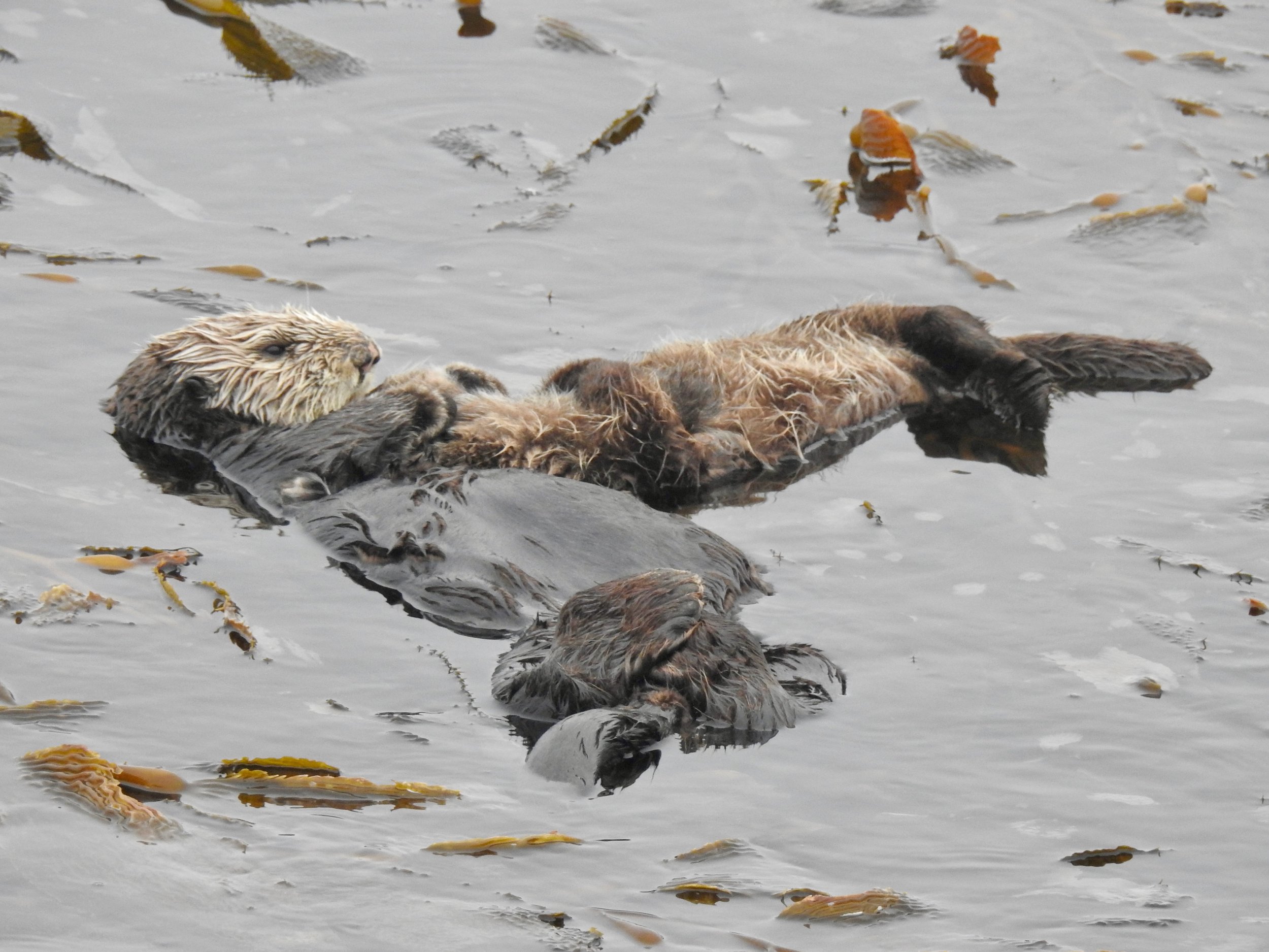 Otters in North America — International Otter Survival Fund