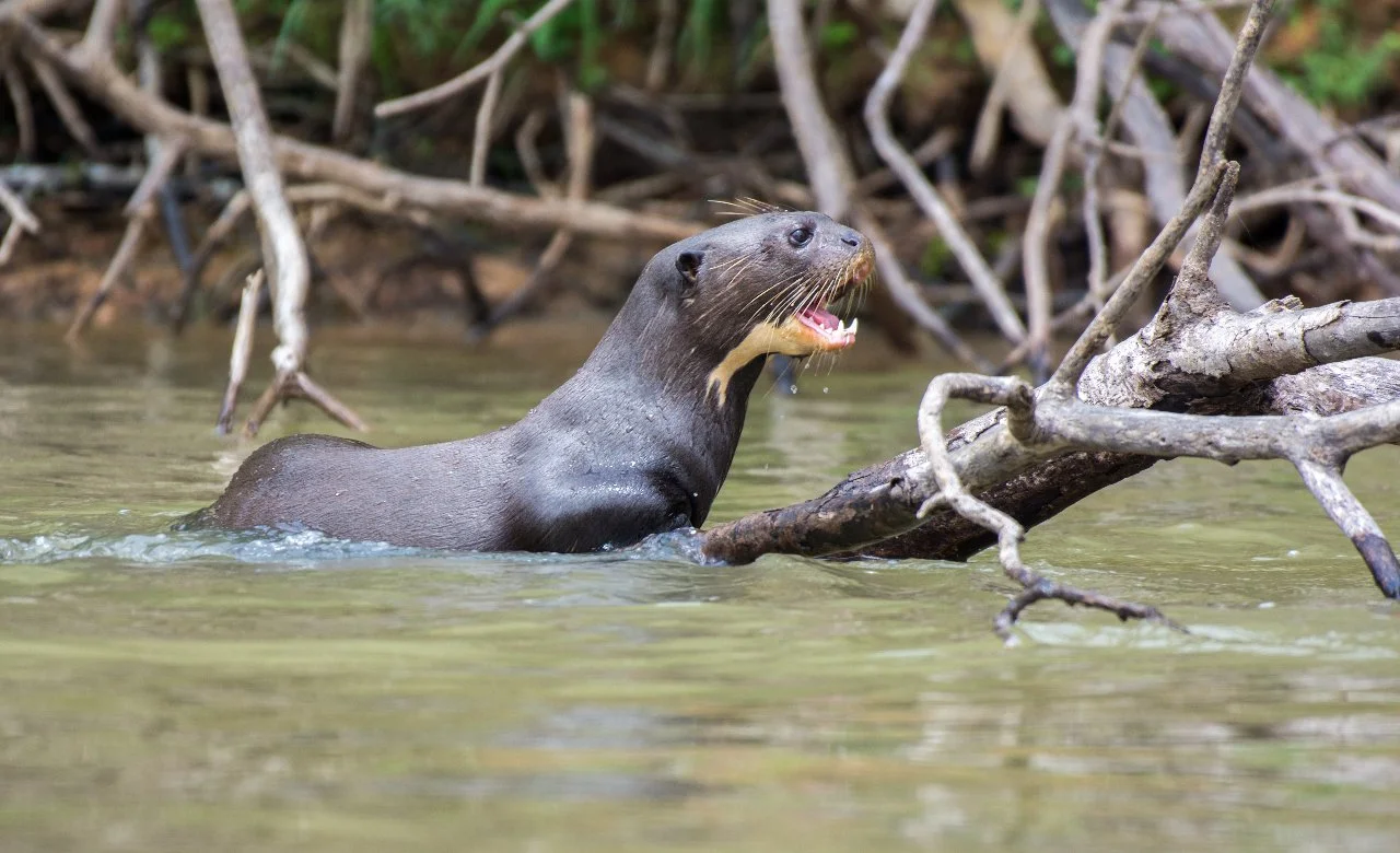 Otters — International Otter Survival Fund