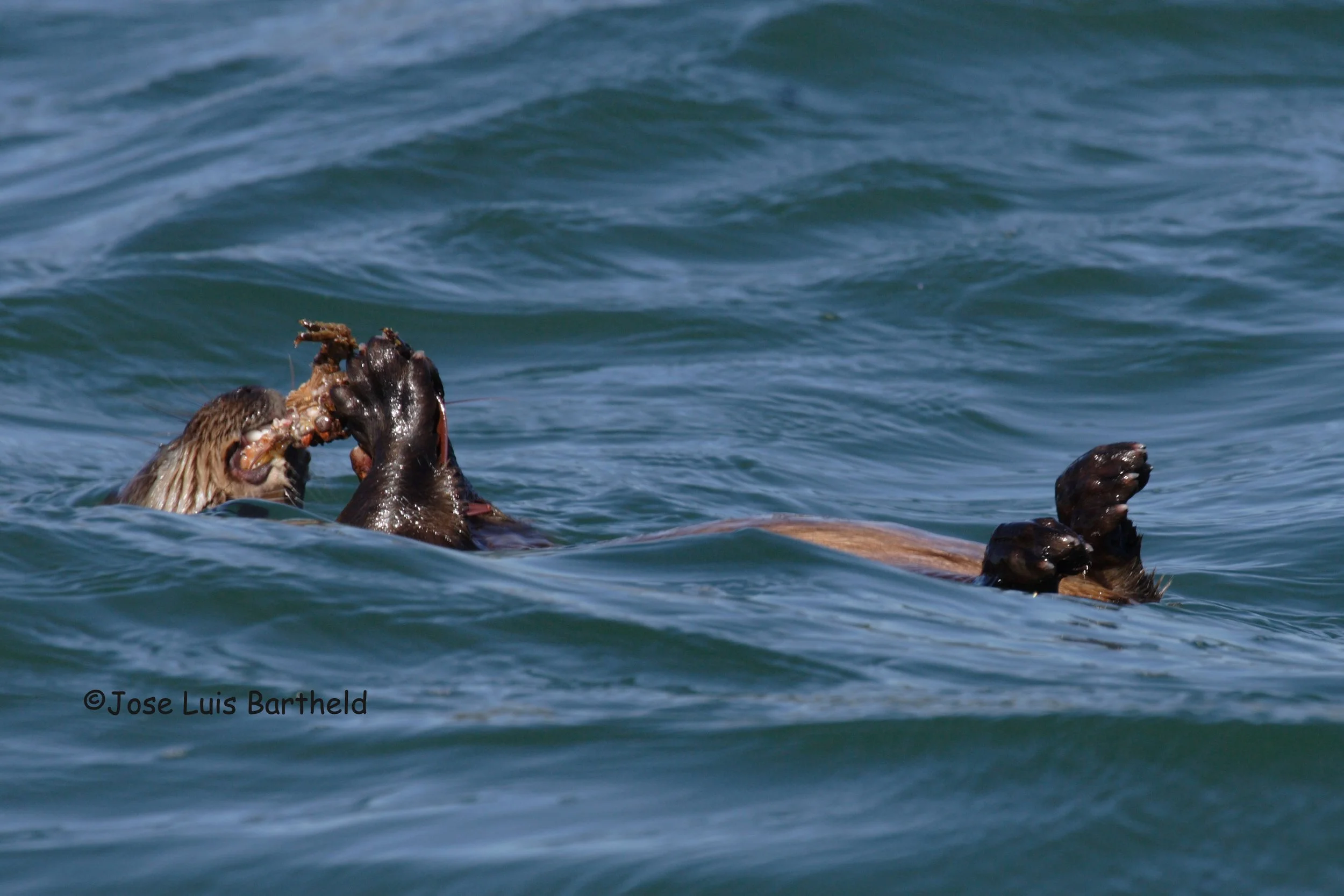 Marine Otter — International Otter Survival Fund