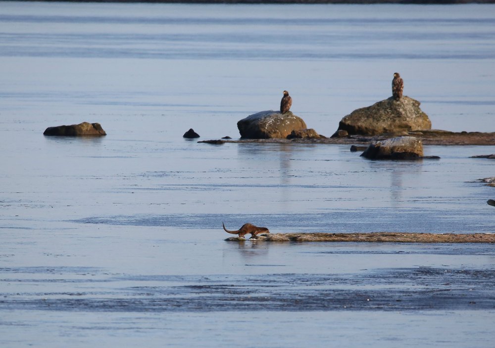 Team Otter - Fun and Games — International Otter Survival Fund