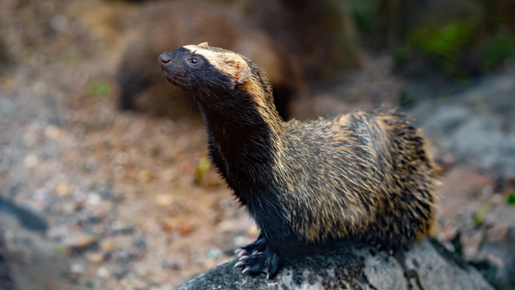 Mustelids — International Otter Survival Fund