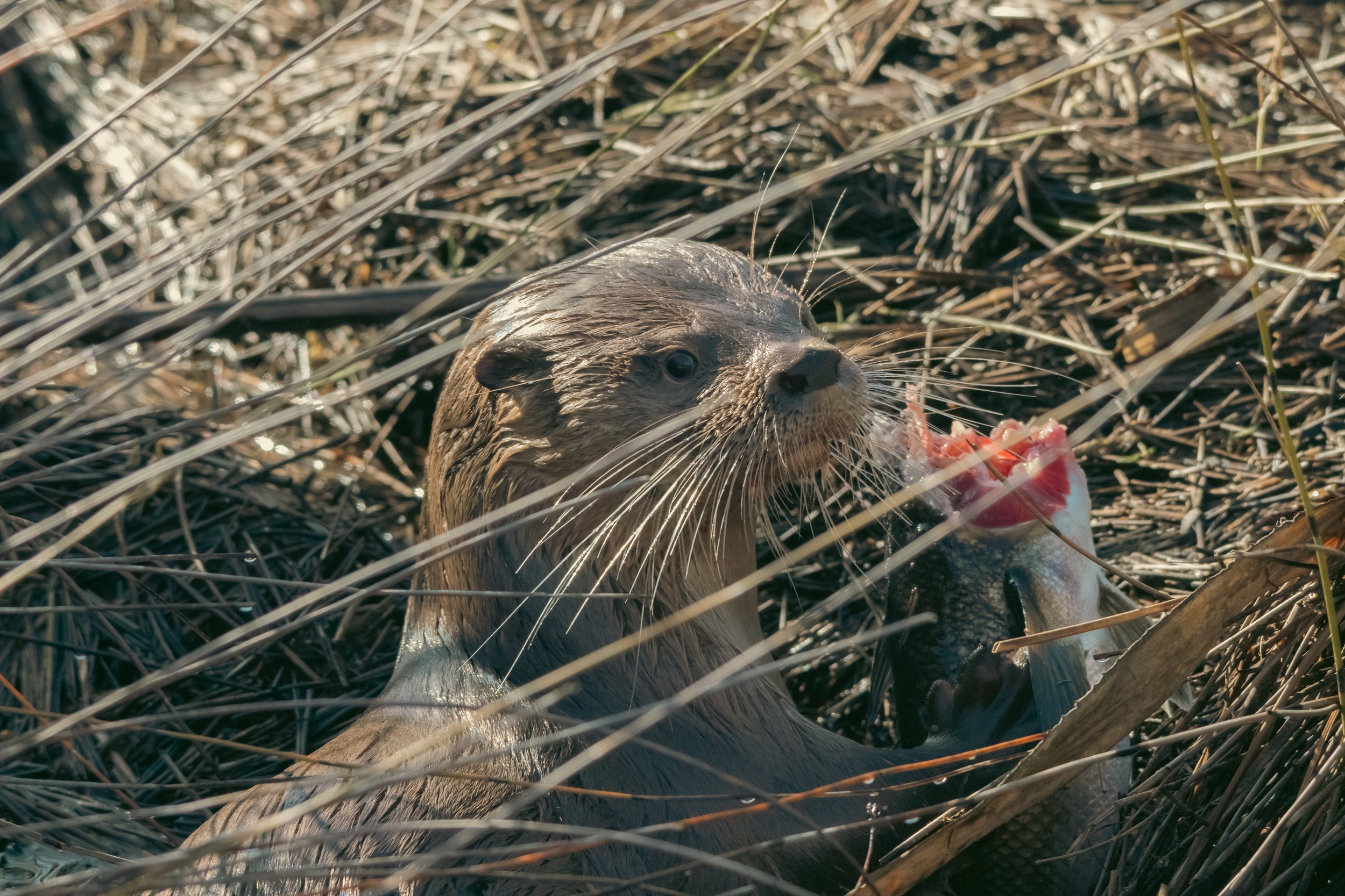 Southern River Otter — International Otter Survival Fund