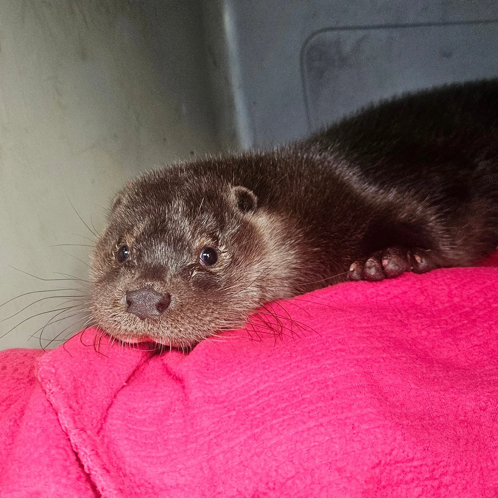 Meet the Otters — International Otter Survival Fund