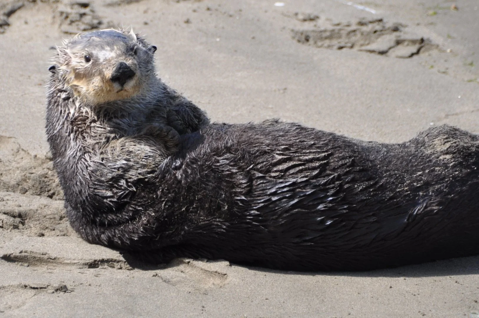 Sea Otter — International Otter Survival Fund