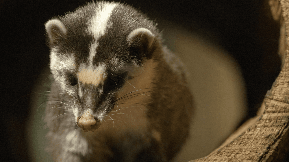 Mustelids — International Otter Survival Fund