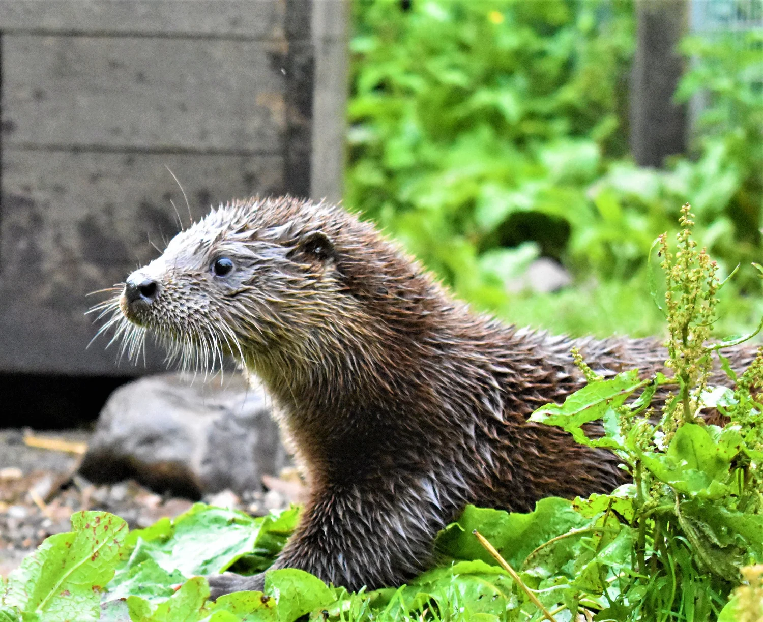 Rehabilitation and Release — International Otter Survival Fund