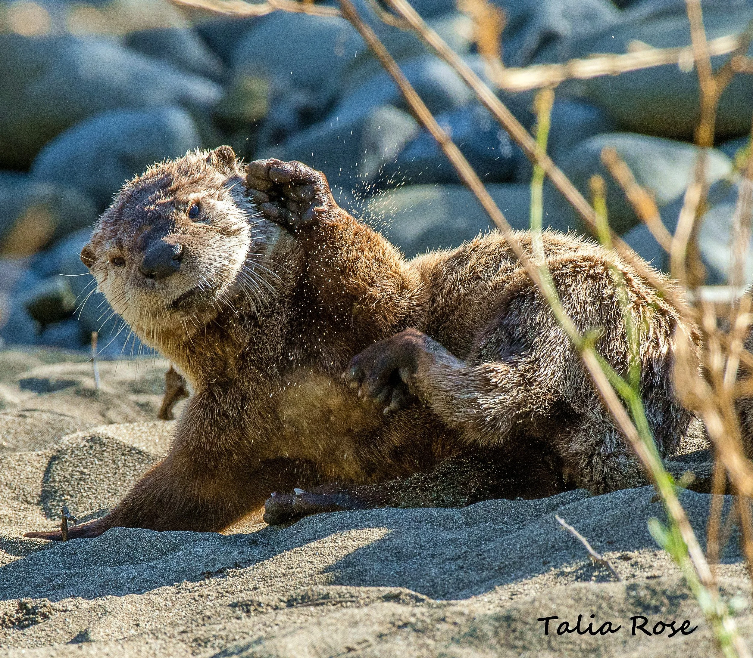 Otters — International Otter Survival Fund