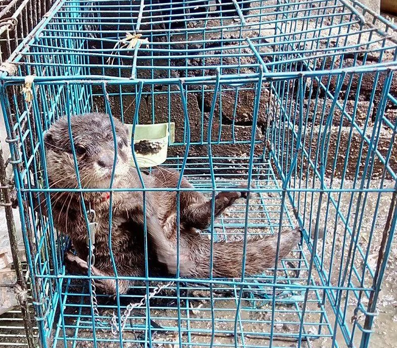 Asian Small-clawed Otter — International Otter Survival Fund