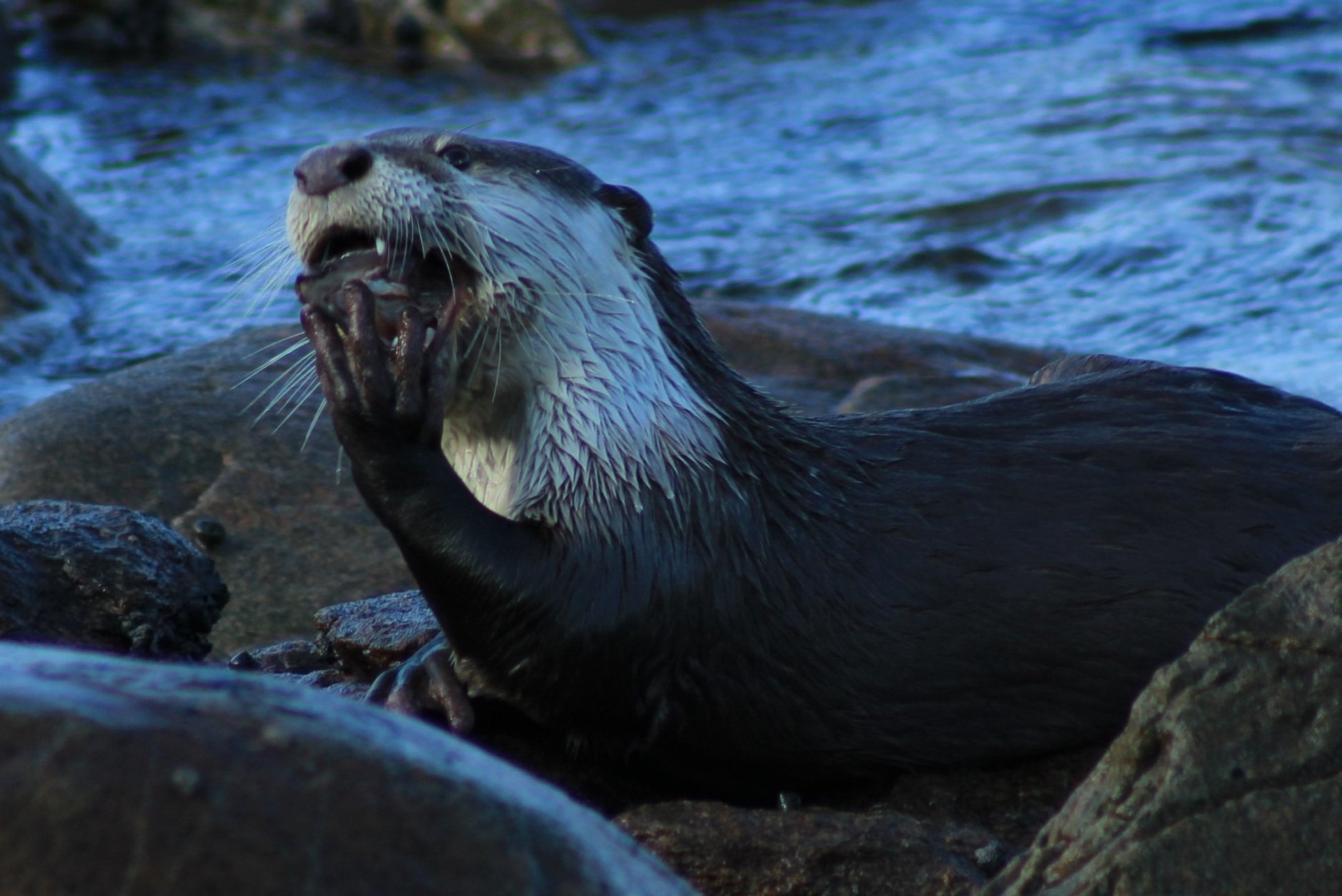 African Clawless Otter — International Otter Survival Fund