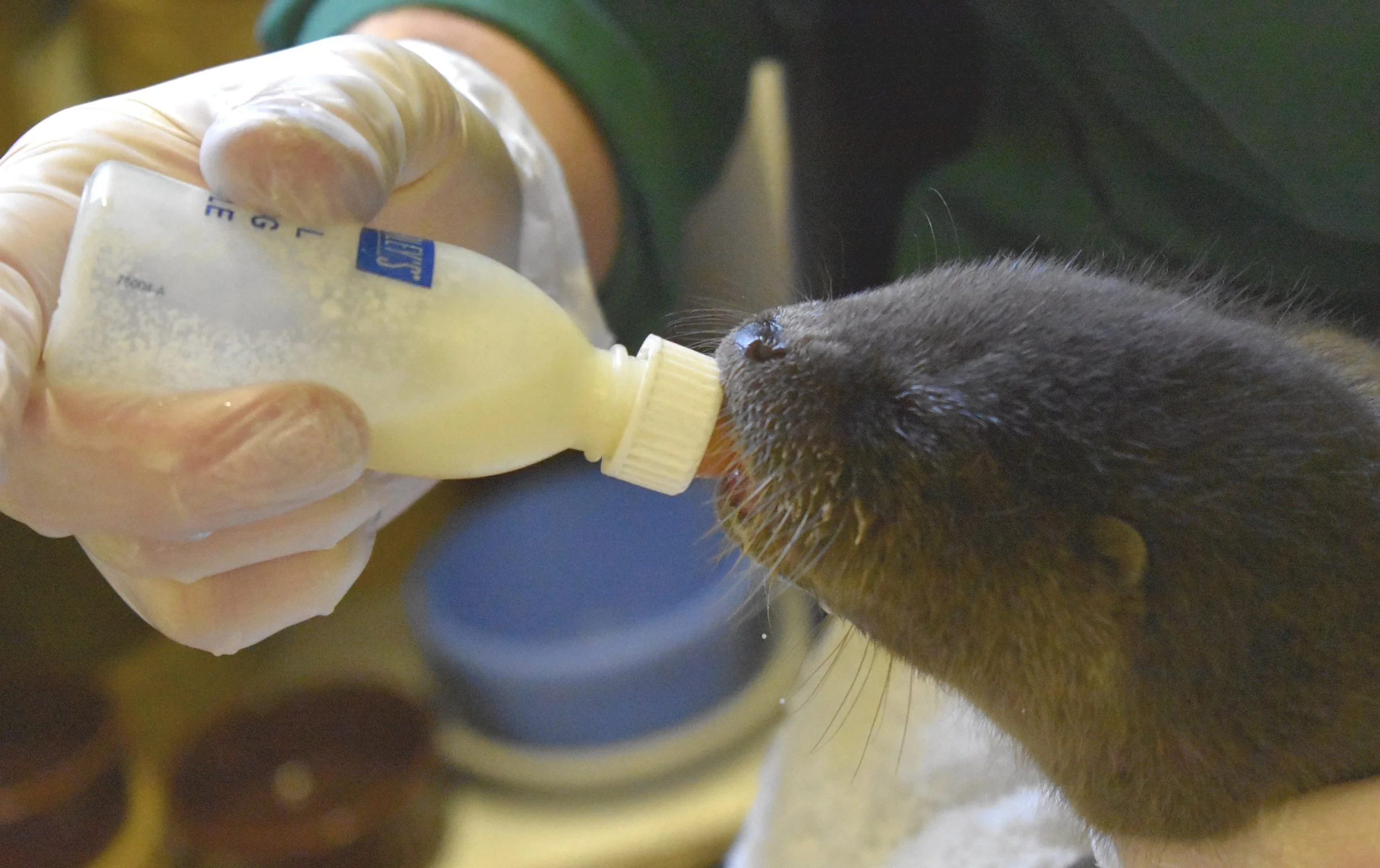 Rehabilitation and Release — International Otter Survival Fund