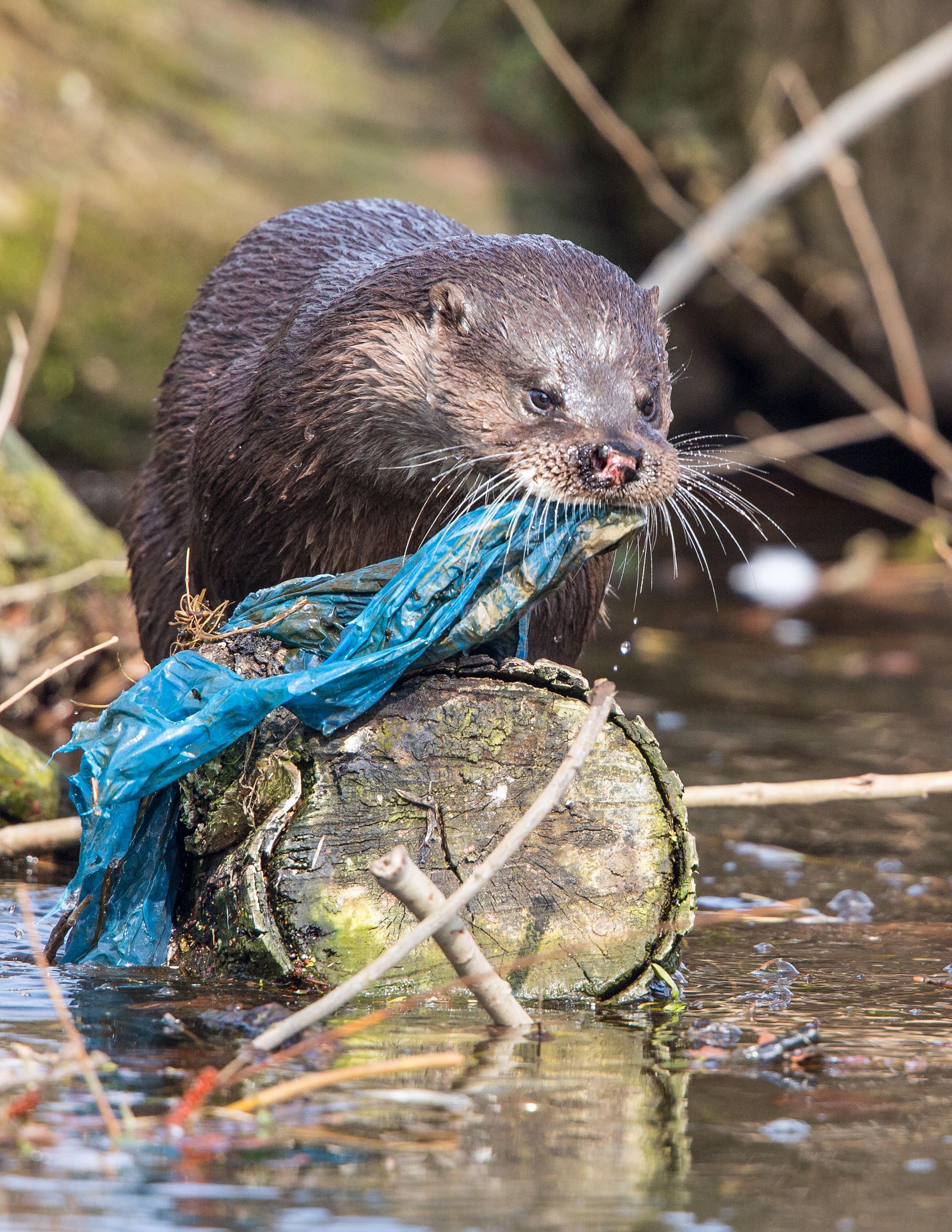 Eurasian Otter — International Otter Survival Fund